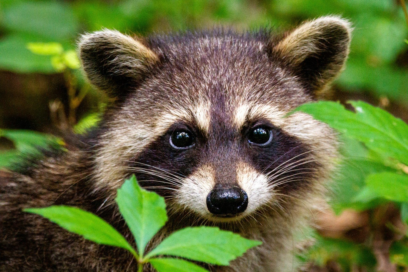 Natural predators raccoons need to watch out for