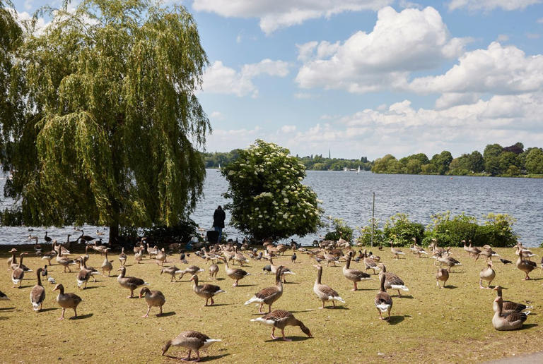 Gänse-Ärger in Hamburgs Parks – Anwohner sind genervt