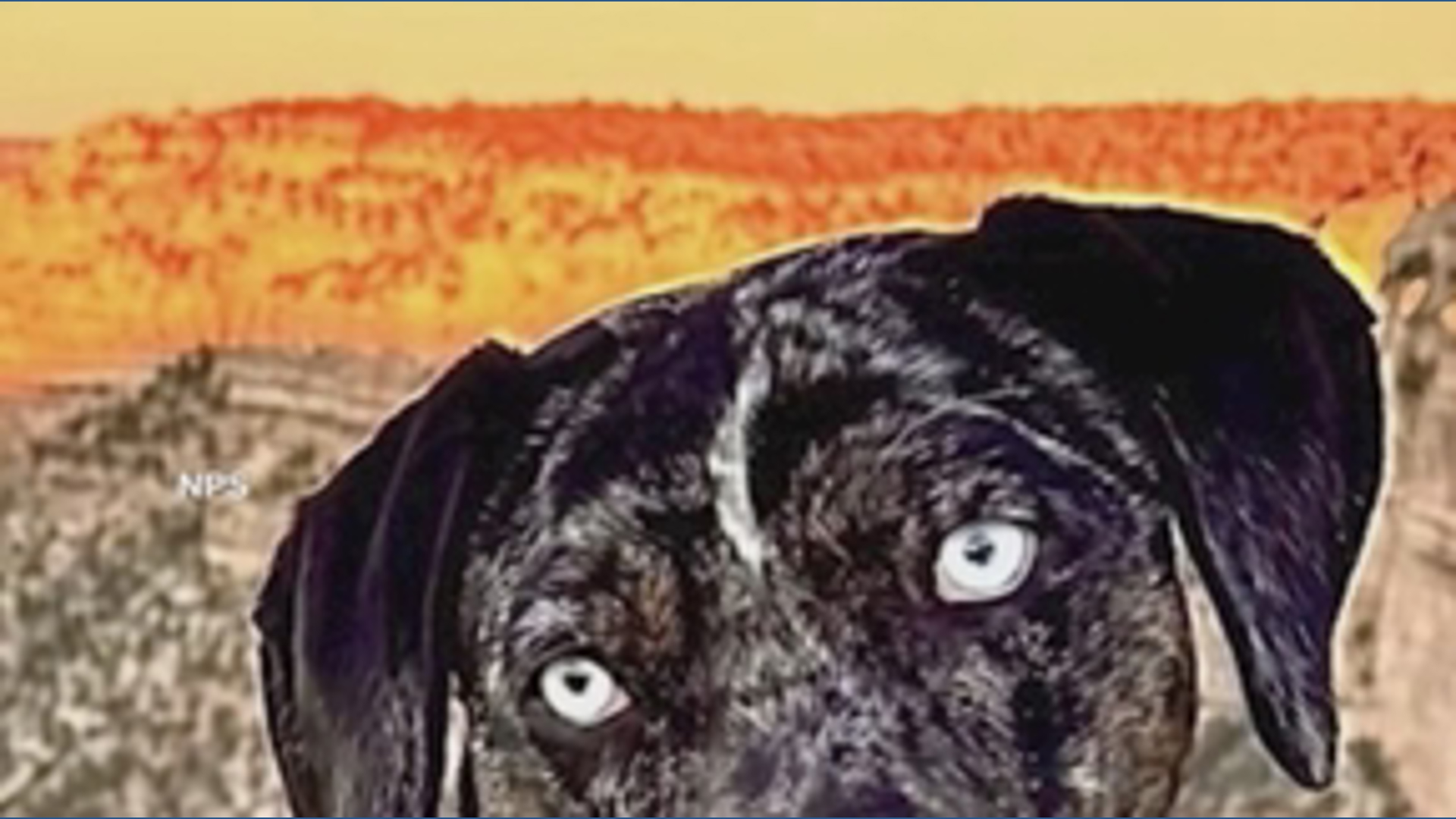 Meet Blue, Grand Canyon's new conservation K-9