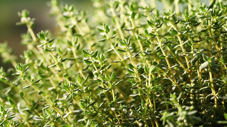 6 tips and tricks for growing the best thyme in your garden