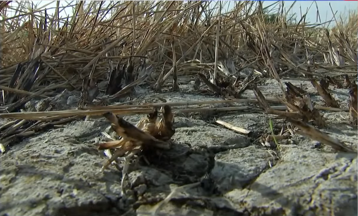 Over P3 billion agri damage caused by moisture stress — DA