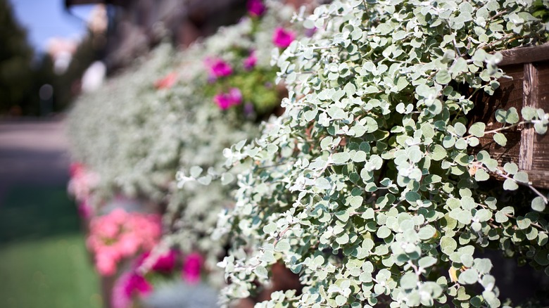 16 beautiful plants that will happily spill over your retaining wall