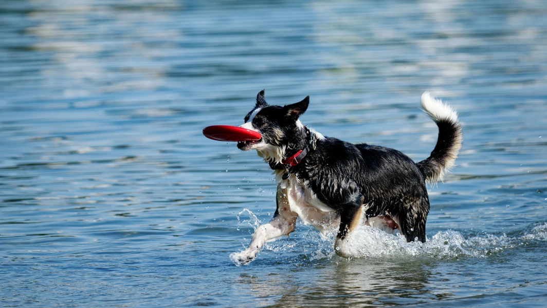 12 words and phrases that affect dogs' behavior