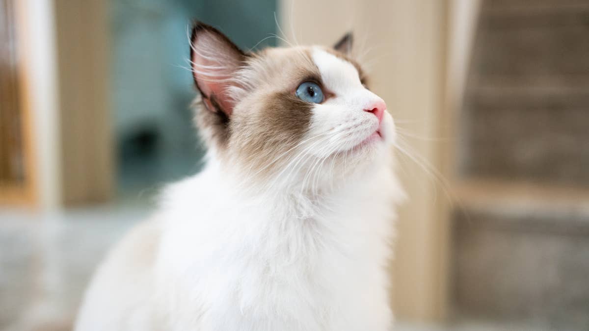 Ragdoll cats form a perfect line begging for second dinner and the ...