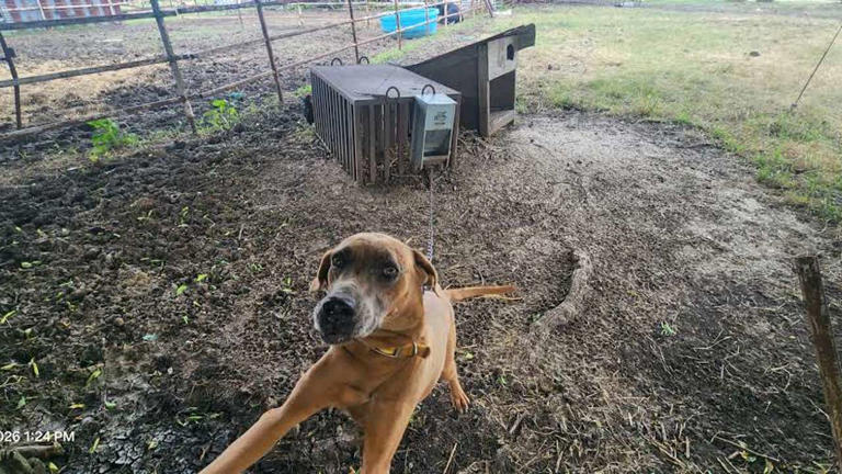 Texas man faces felony animal cruelty charges after 7 dogs rescued