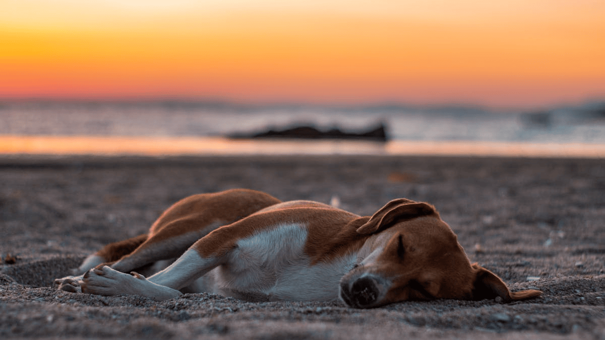 5 dog breeds that absolutely live for the summer