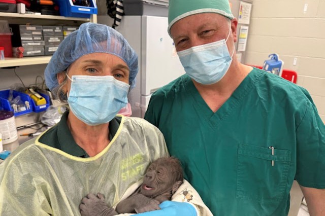 Emergency C-section delivers healthy baby gorilla in first for 126-year ...