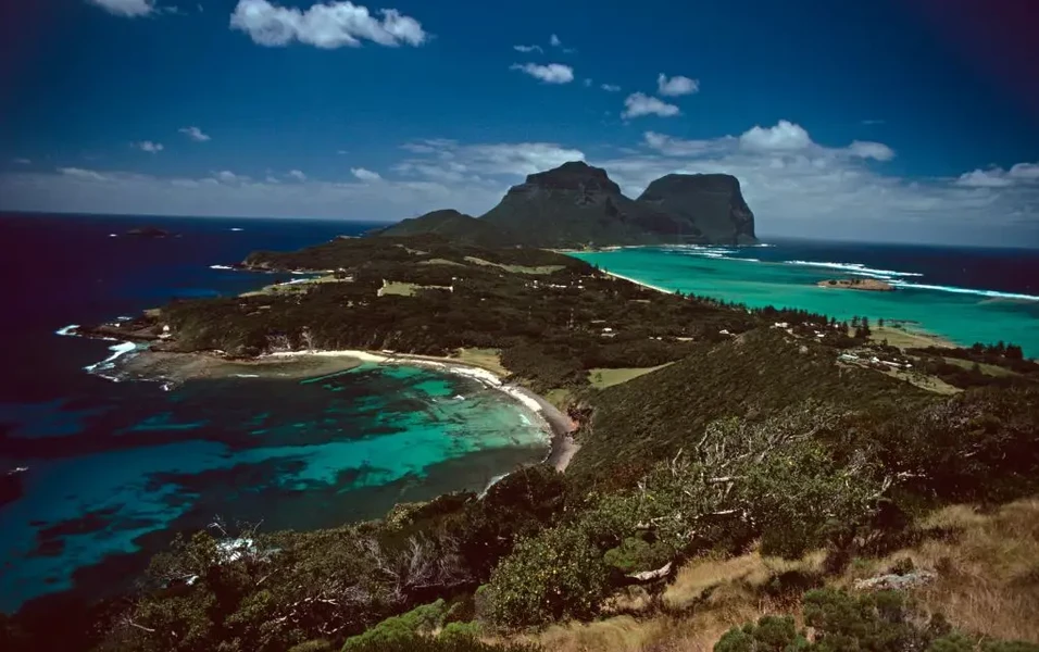 Lord Howe Island insects surge after rodent removal