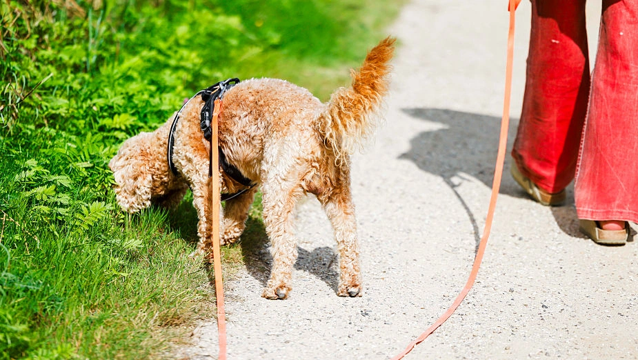 9 simple pleasures dogs appreciate most