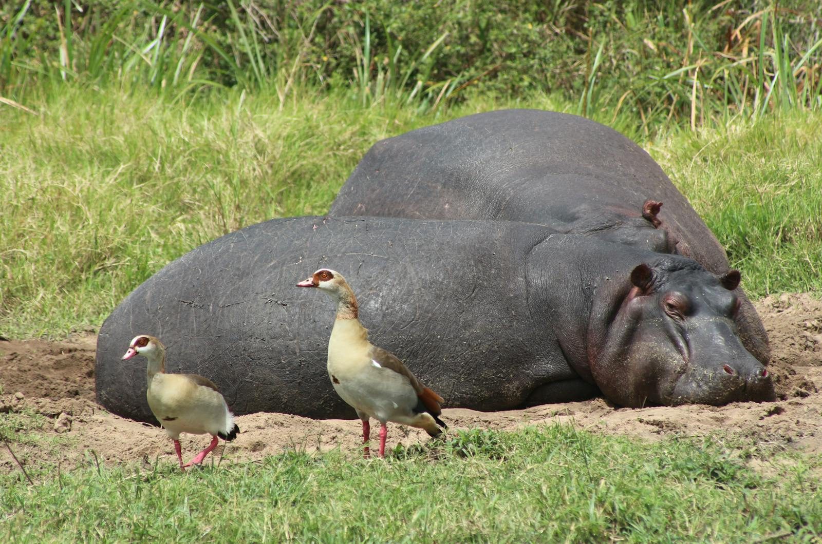 Why birds fearlessly walk into a hippo’s mouth