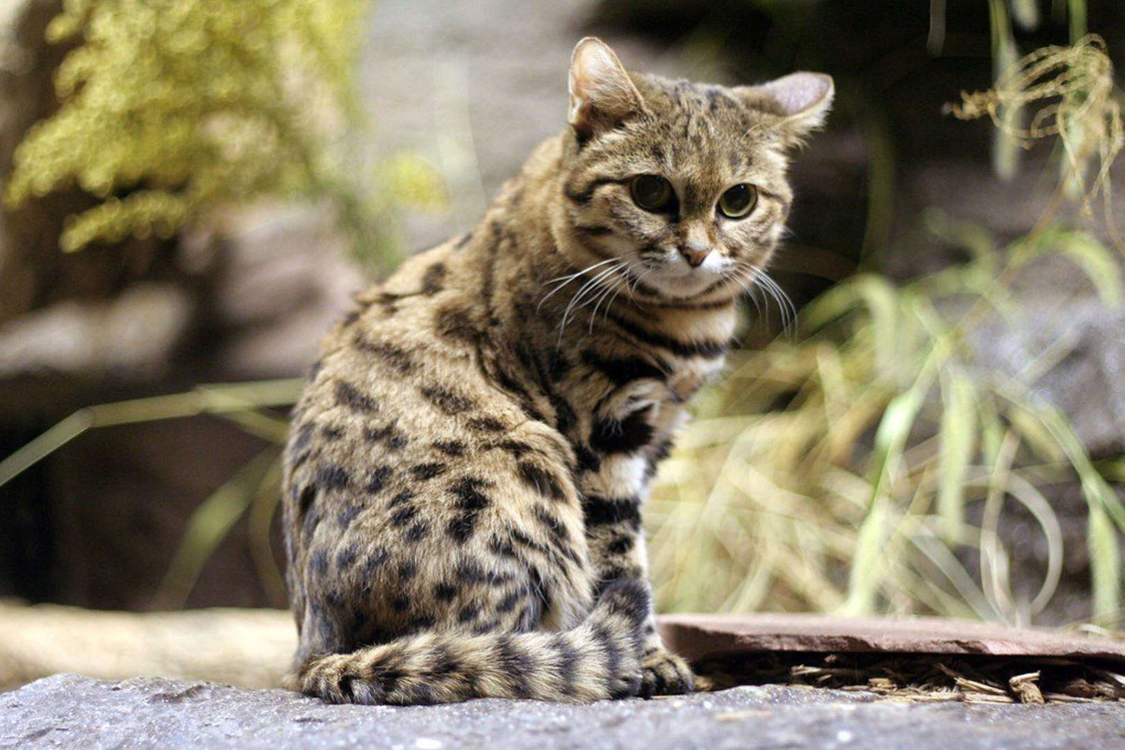 Injured cat thrown into underground bin sparks outrage in France
