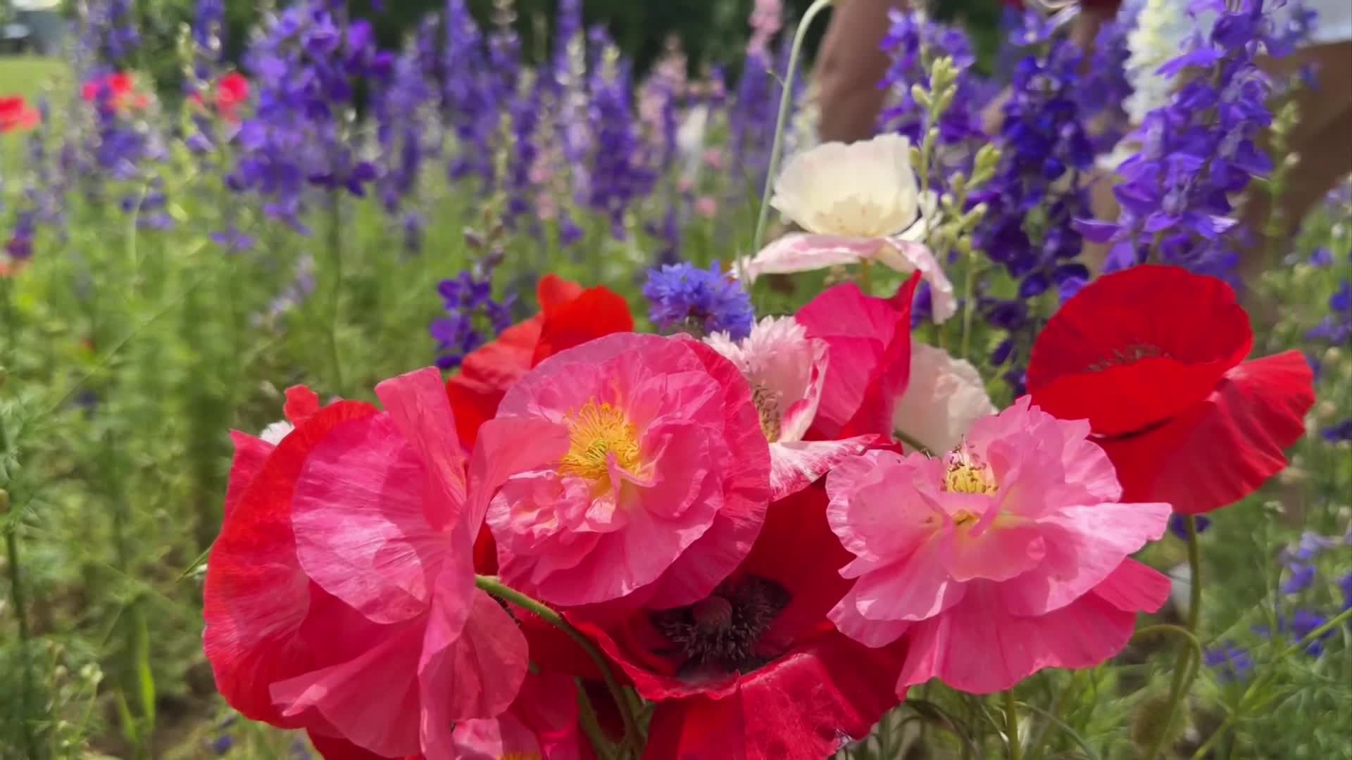 Poppy farm in Paris this weekend