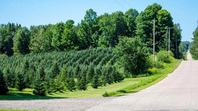 Christmas tree farmer says pipeline company destroyed hundreds of ...