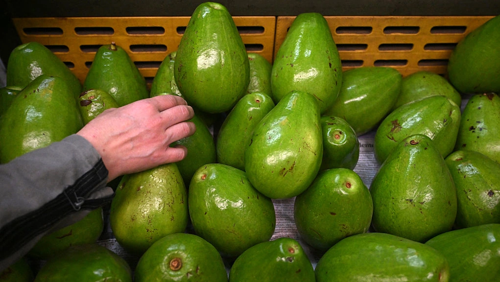 Avocado interactions with common medications