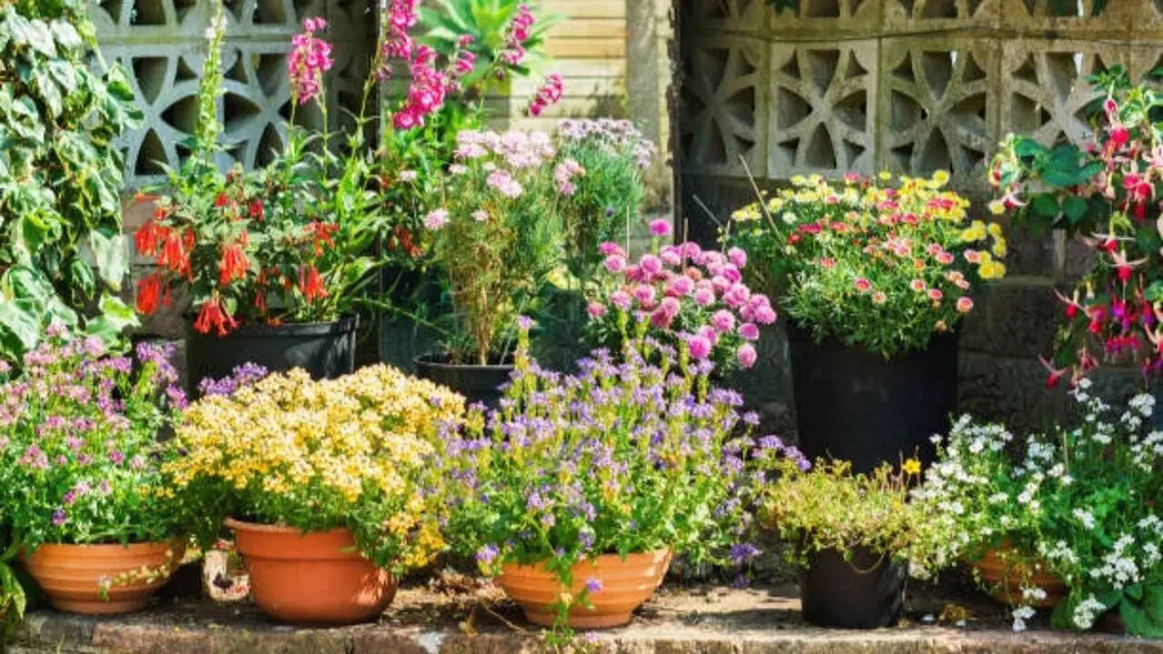 5 best plants to grow in UK gardens this June for a vibrant summer display