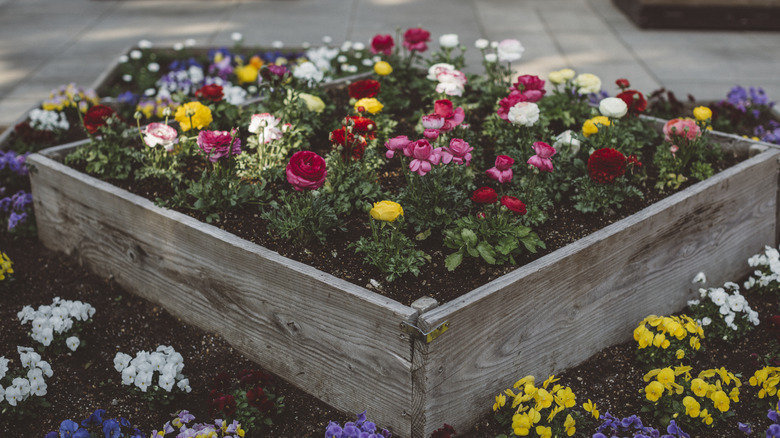 Common gardening mistakes that are attracting slugs to your yard