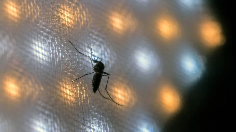 Mosquito humming to get stronger in California as Google plans to ...
