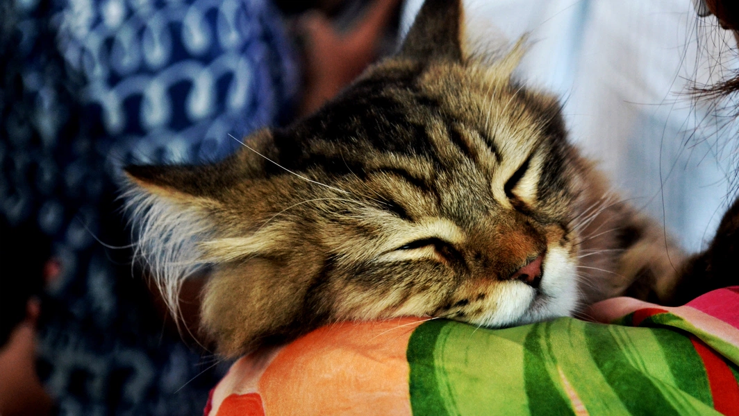 Why cats flop, roll, and seek your attention