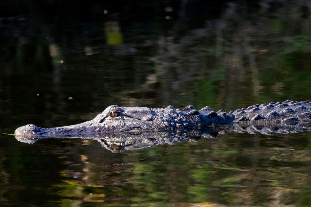 North Carolina officials urge coastal residents to stop feeding ...