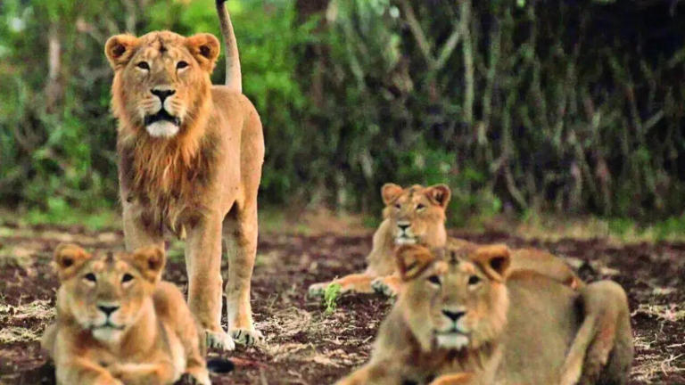 Combined CDV-Babesia infection behind 13 lion deaths in Gujarat's Gir?