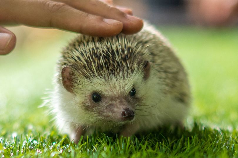 Hedgehogs will stop by your garden often if common item is placed ...