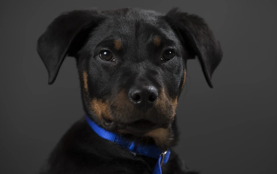 Raising a confident, happy Rottweiler puppy