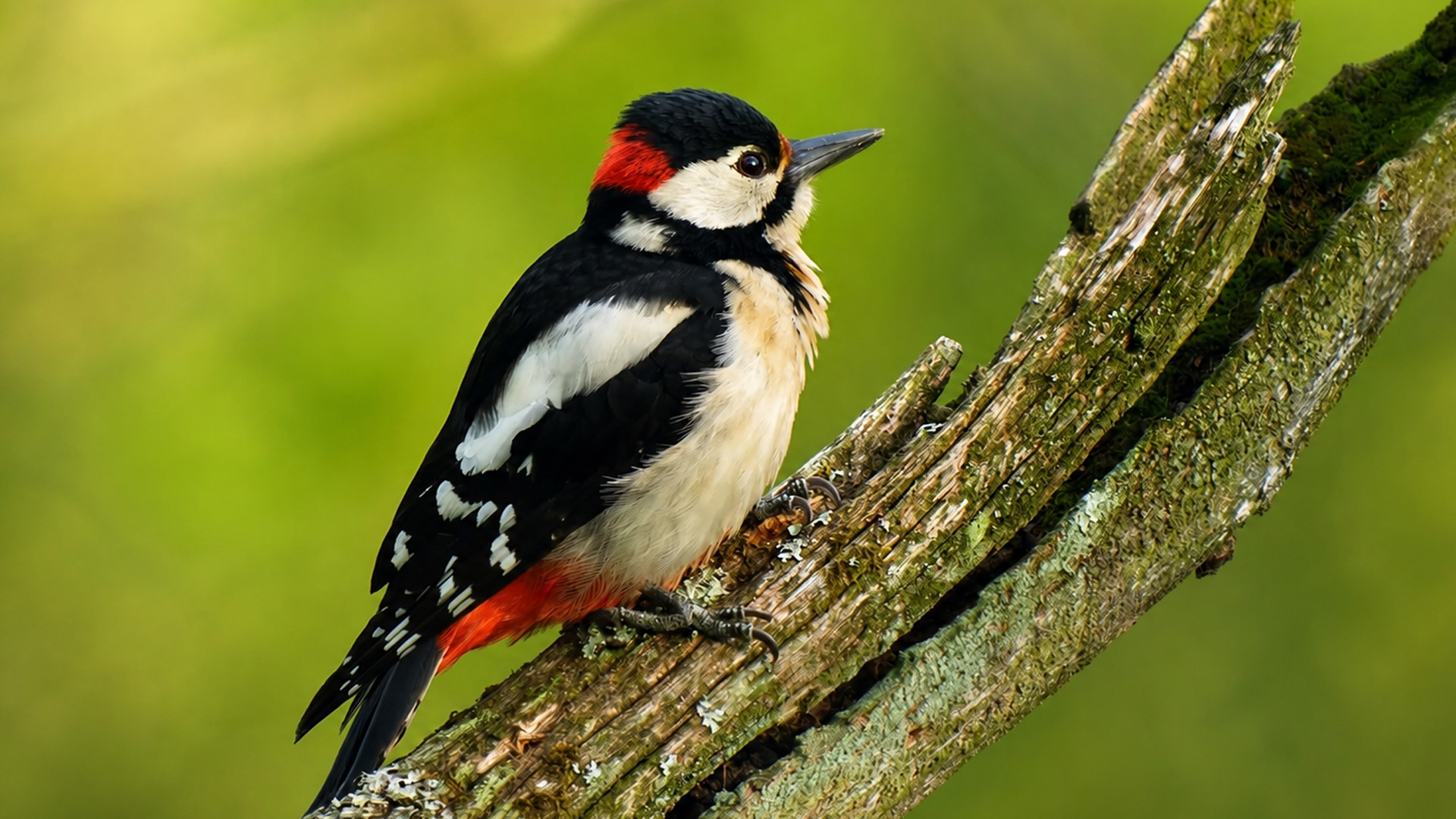 A hidden tree camera captured this woodpecker’s daily routine