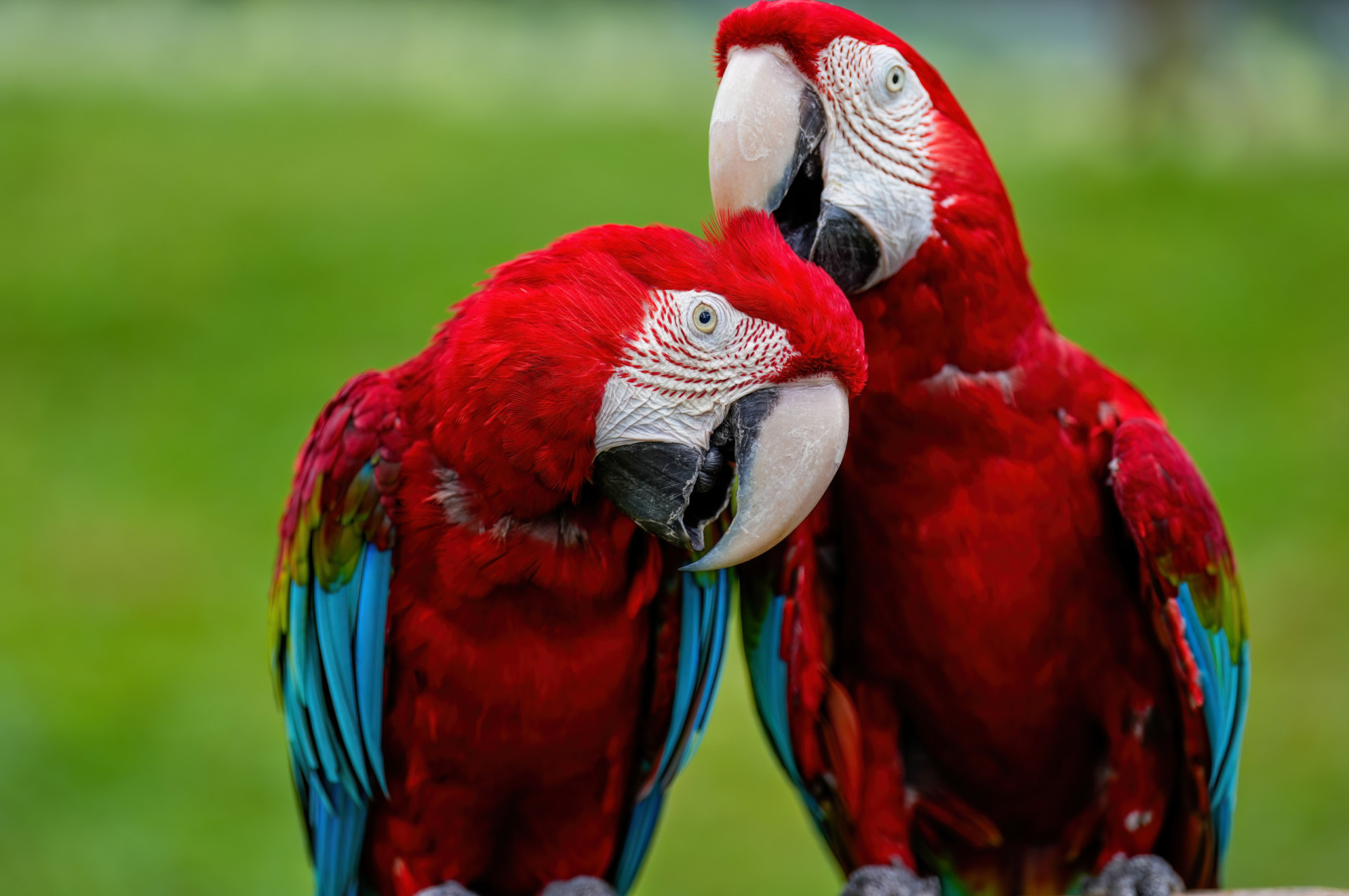 Inside the colorful world of parrots