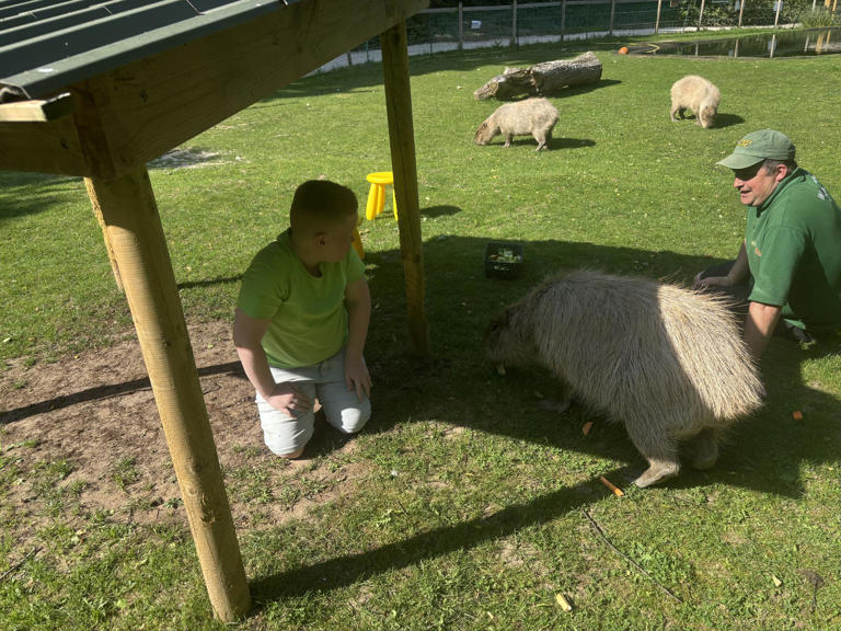 How capybaras are helping to bring the feel-good factor to visitors at ...