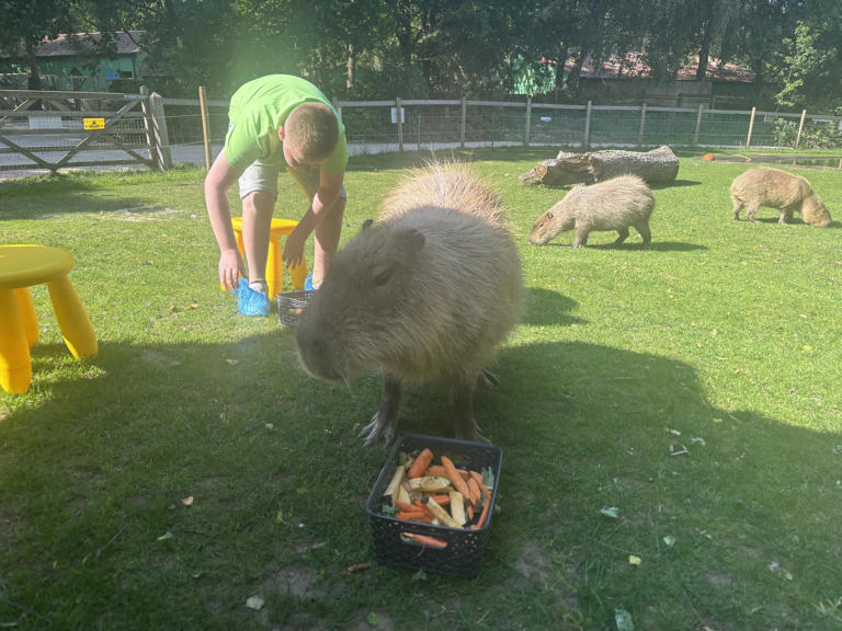 How capybaras are helping to bring the feel-good factor to visitors at ...