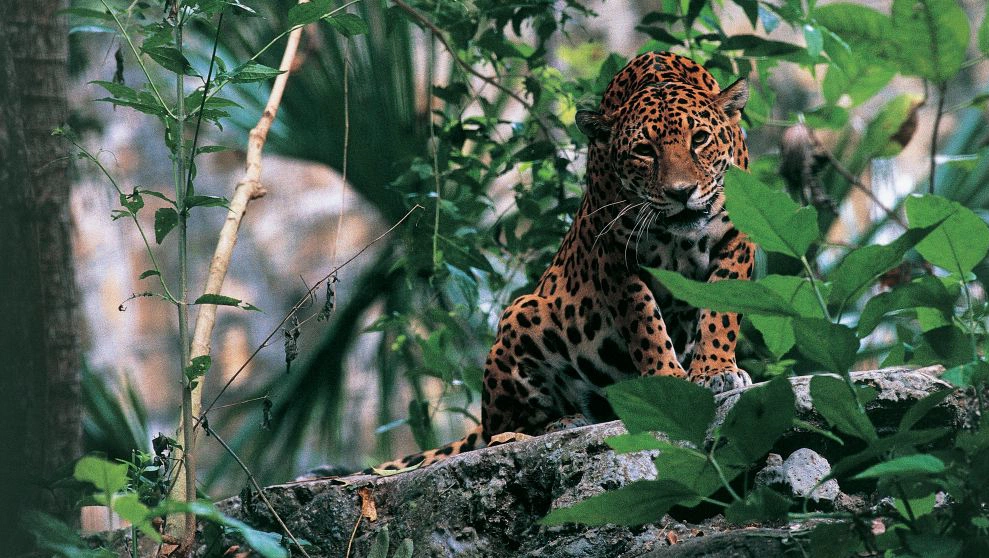 Jaguars make a roaring comeback in the wild