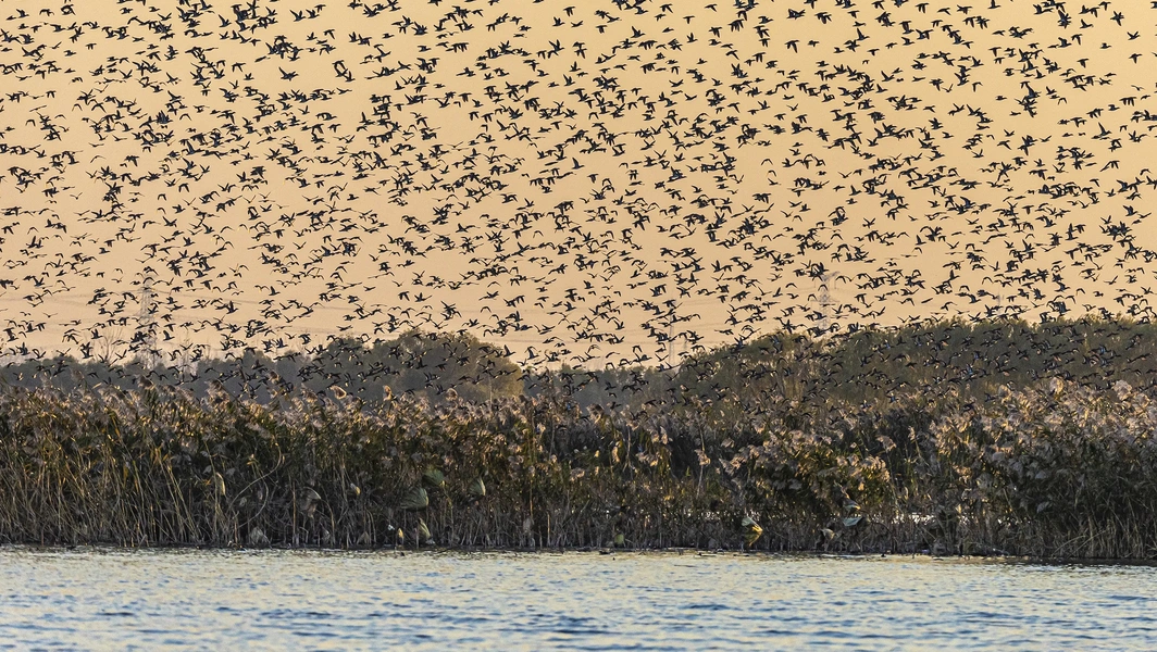 Study finds human presence alters wildlife movement globally