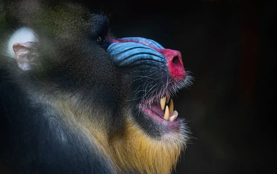Meet the monkeys shaping our wild world