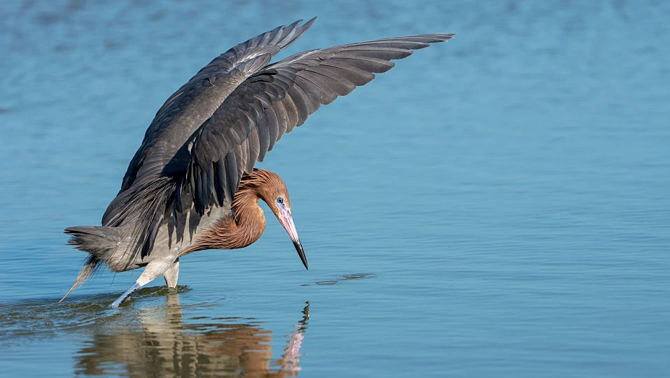 Audubon experts urge bird-friendly yards as climate threats grow