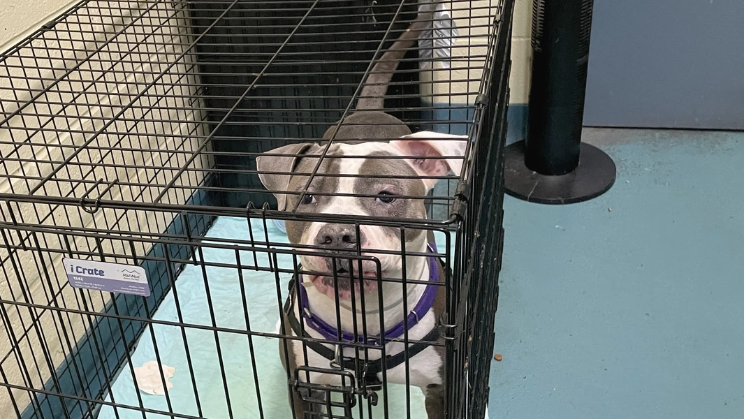 10 dog breeds and stories of long shelter waits