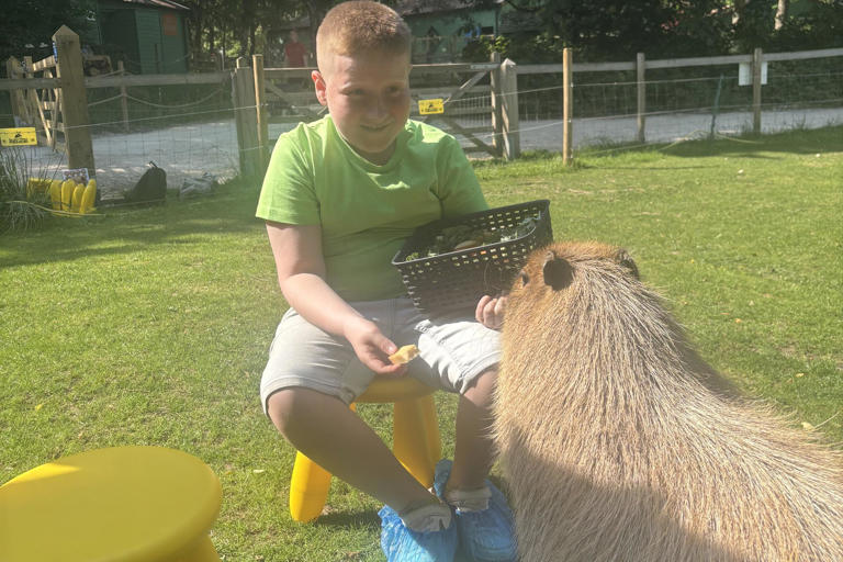 How capybaras are helping to bring the feel-good factor to visitors at ...