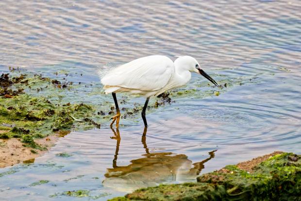 County Press camera club snappers capture amazing wildlife pictures