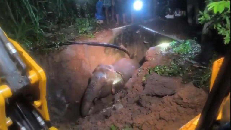 Jumbo chased by dogs falls into tank; rescued after two hours