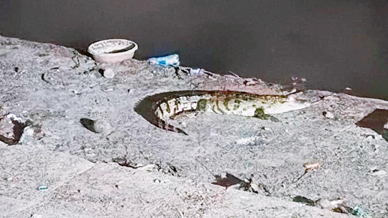 Aarey’s crocodile mystery deepens as Forest department's rescue plan ...