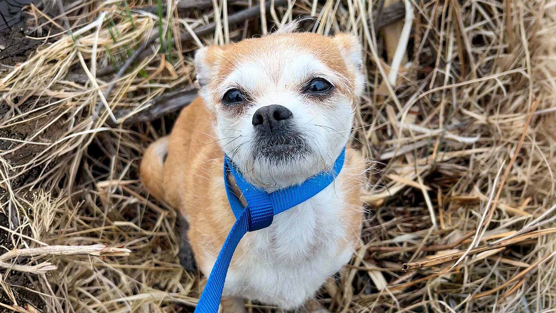 Woman rescues a tiny dog during her work commute