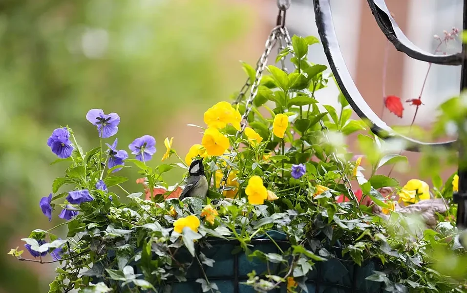 Hanging basket ideas to level up your garden