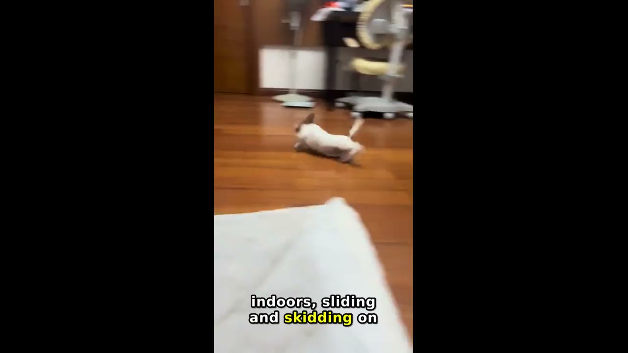 Puppy slides and skids across floor in China