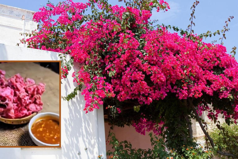 This common roadside flower is used to make a popular Thai snack—here's ...