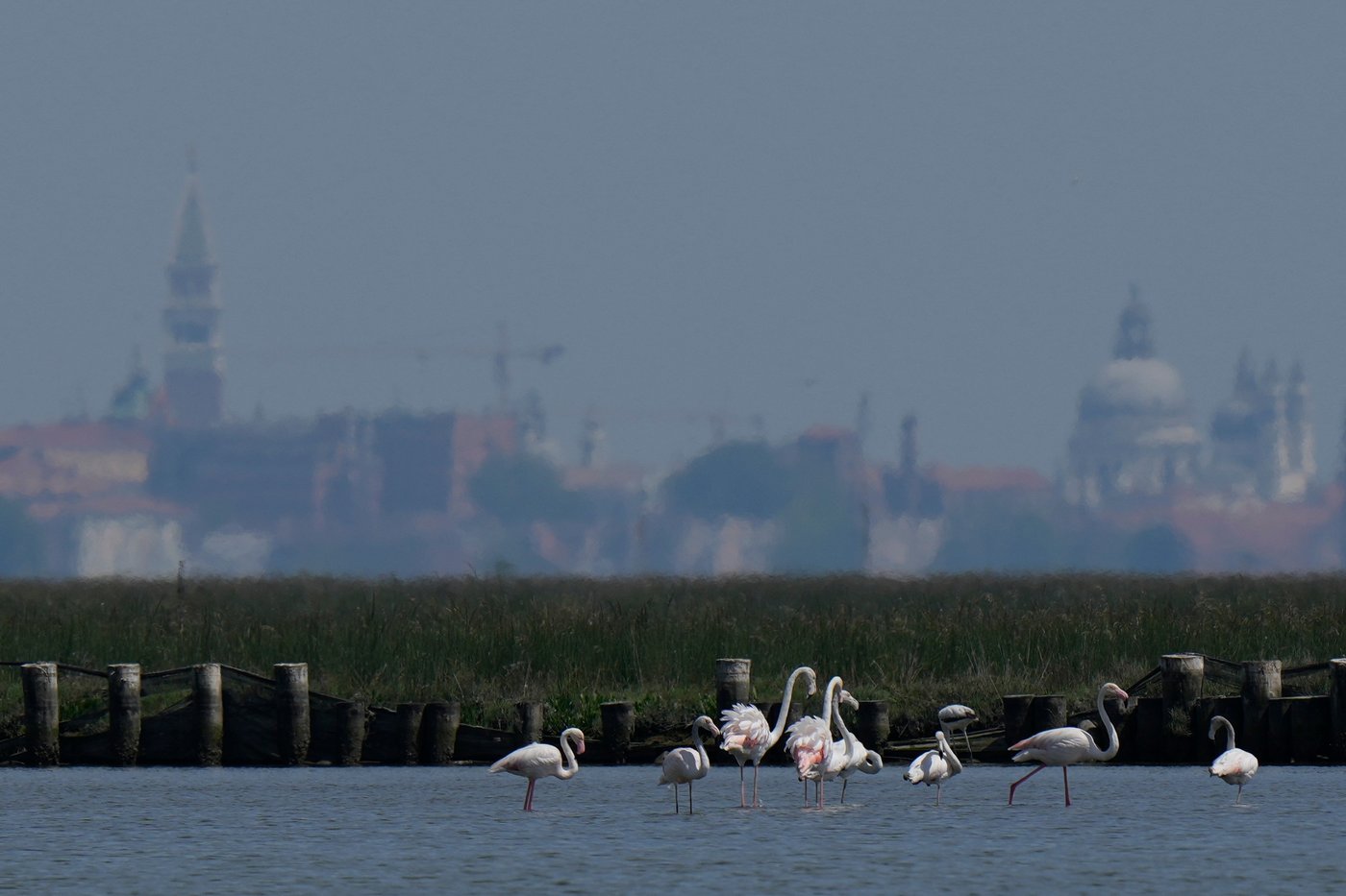 Venice’s growing flamingo population finds refuge in recovering wetlands