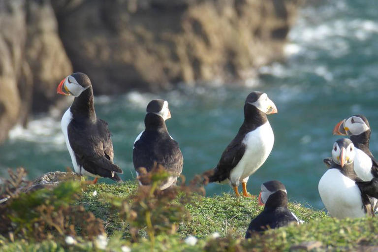 The 35-year battle to eradicate 500,000 rats from a Welsh island