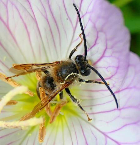La curiosa abeja cornuda