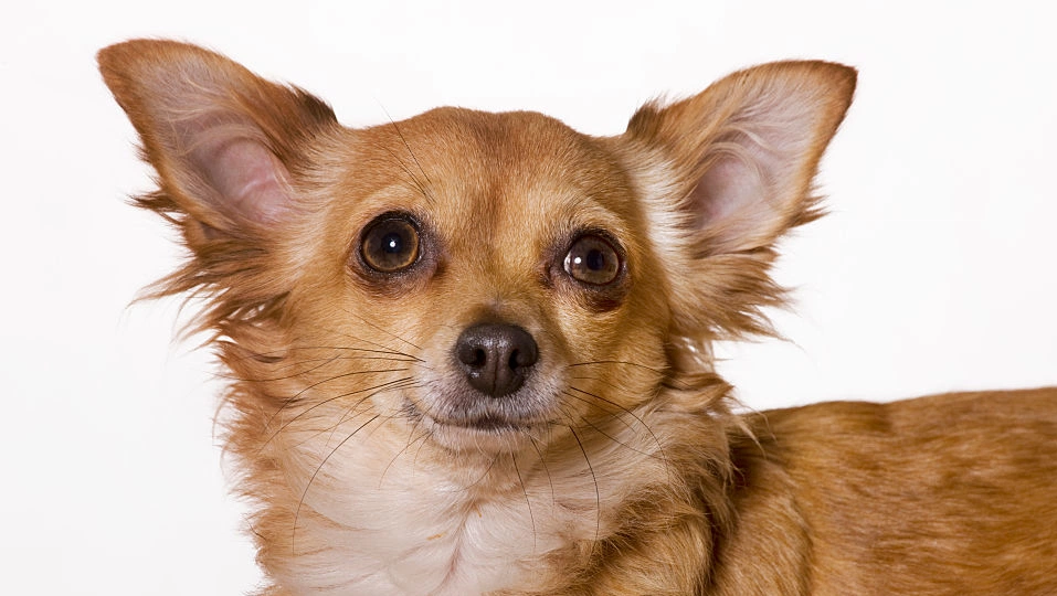 11 adorable small dog breeds
