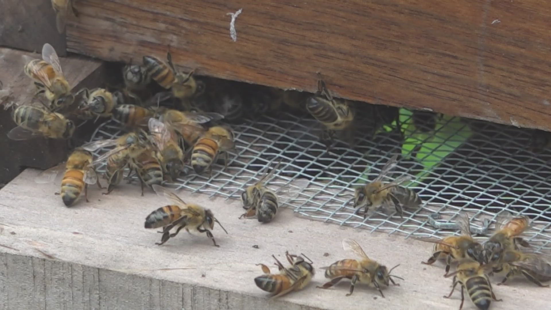 What to do when a bee swarm appears near your home