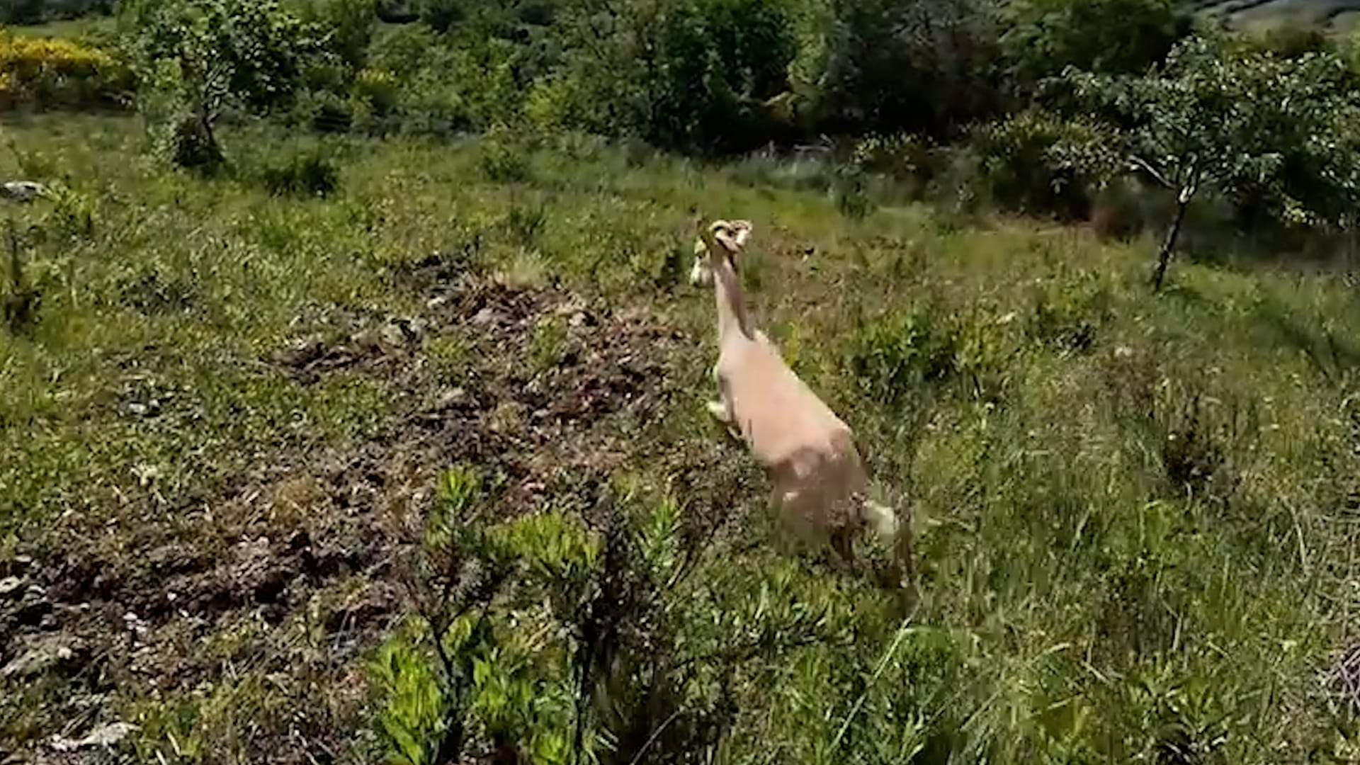 Farm worker rescues goat trapped in electric fence in Italy