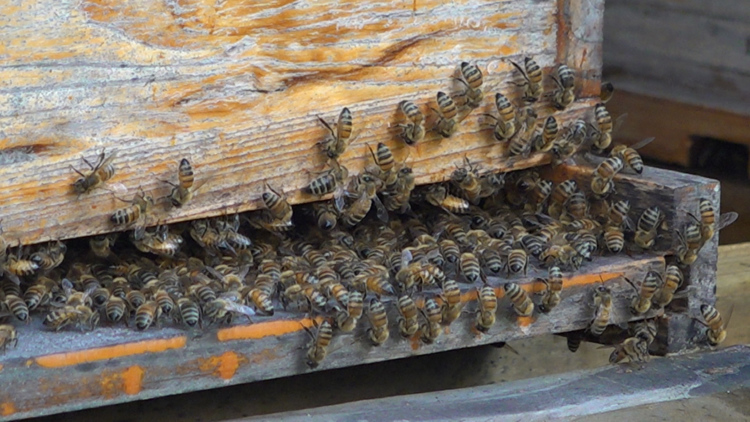 Don't call the exterminator: Why North Alabama beekeepers want to ...